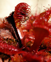 Insectivoras | Turberas