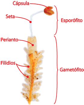 Hepáticas | Turberas